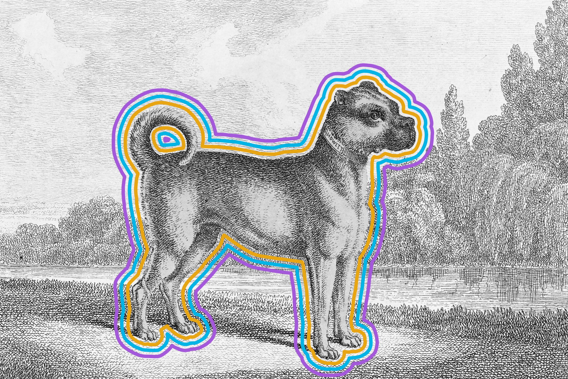 5 Dog Breeds That Used To Look Much Different - Interesting Facts